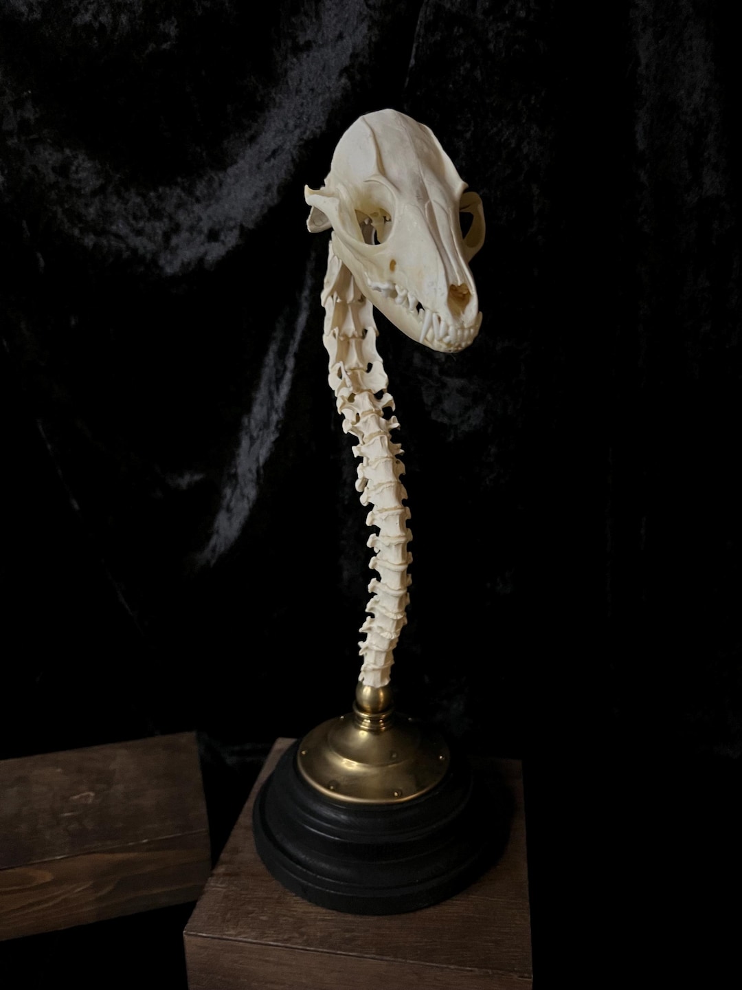 Fox Skull /spine Mount TAXIDERMY, ODDITIES, - Etsy