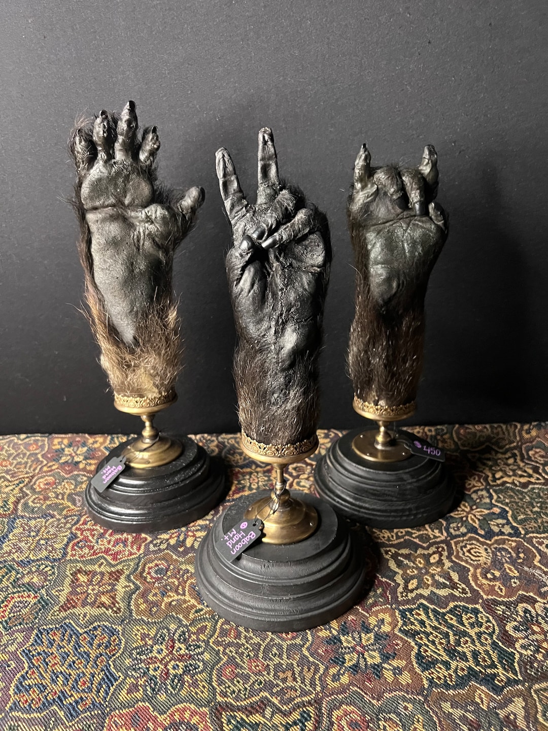 Chacma Baboon Hands TAXIDERMY - Etsy