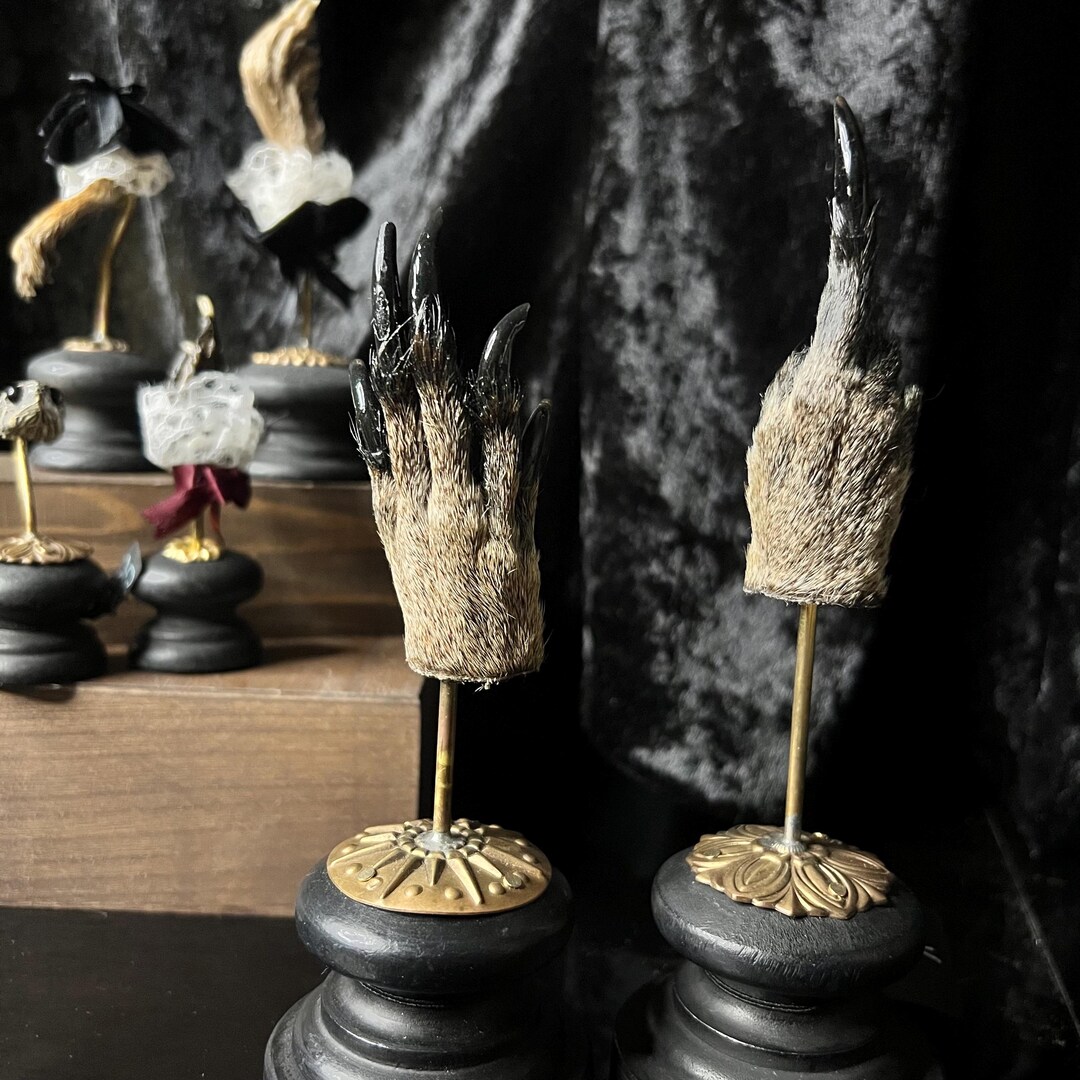 Kangaroo Paw Stand - Etsy