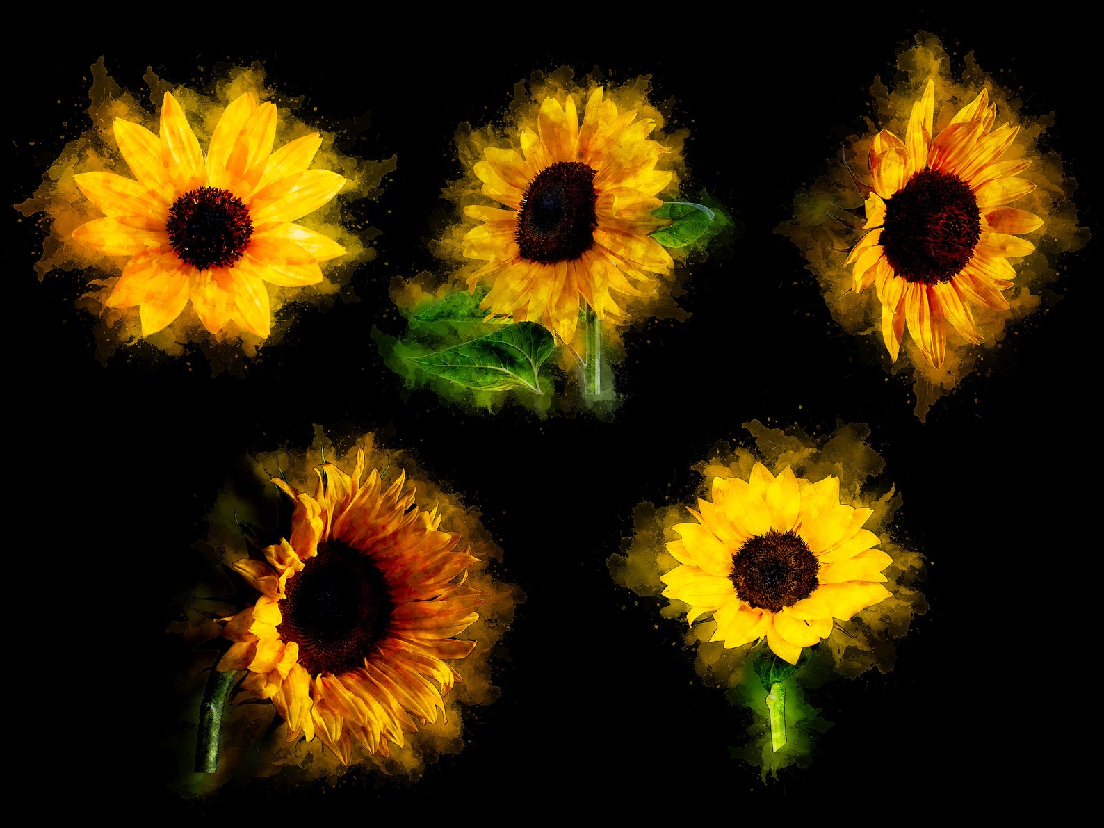 Watercolor Sunflowers Clipart Set 2, Real Sunflower PNG, Beautiful ...