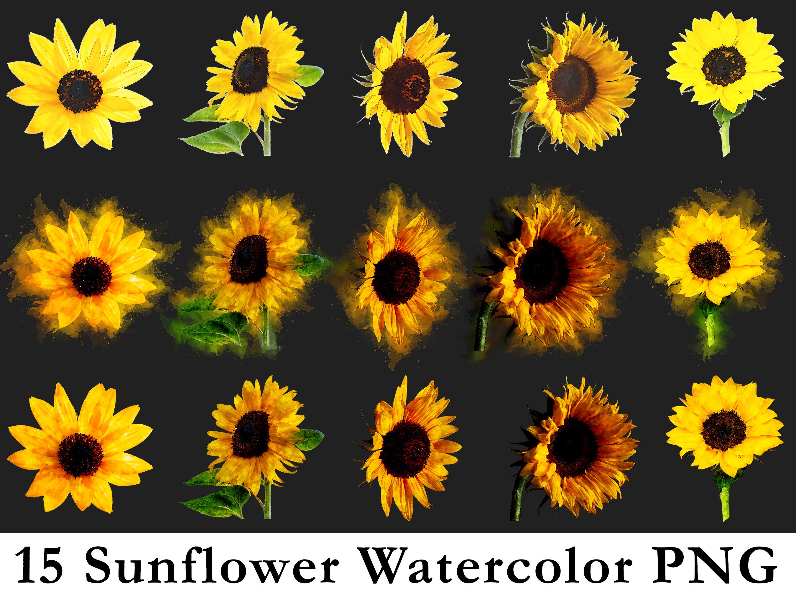 Watercolor Sunflowers Clipart Set 2 Real Sunflower PNG - Etsy Canada