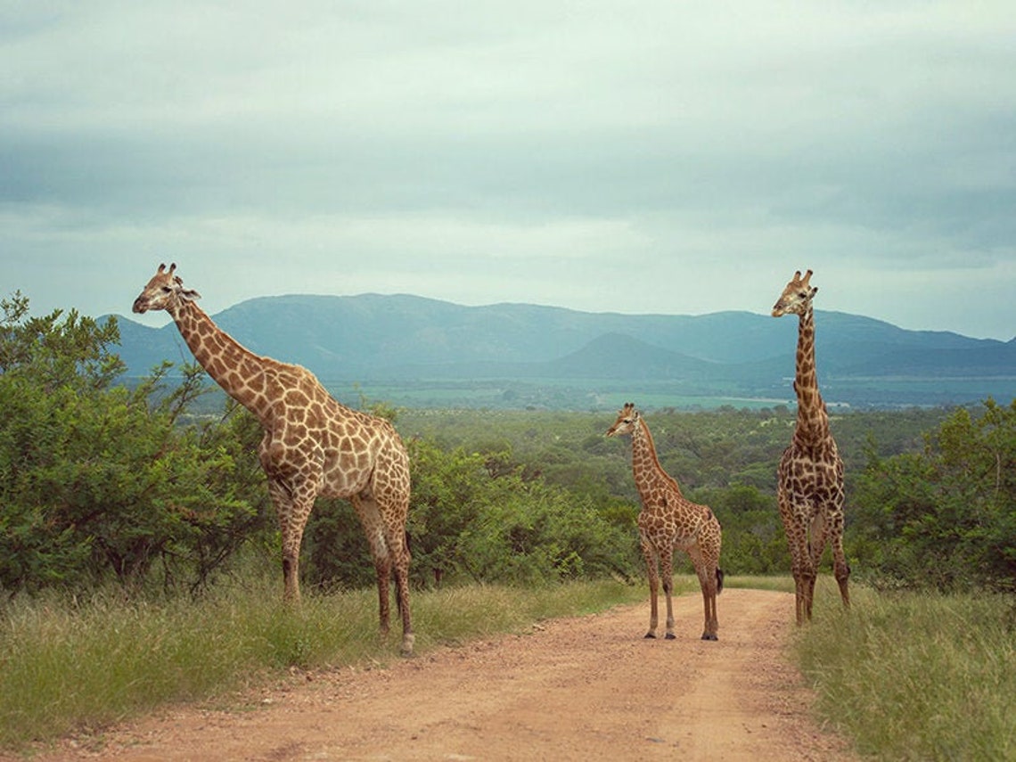 Giraffe Trio Wildlife Photography Animal Photo Print Nature | Etsy