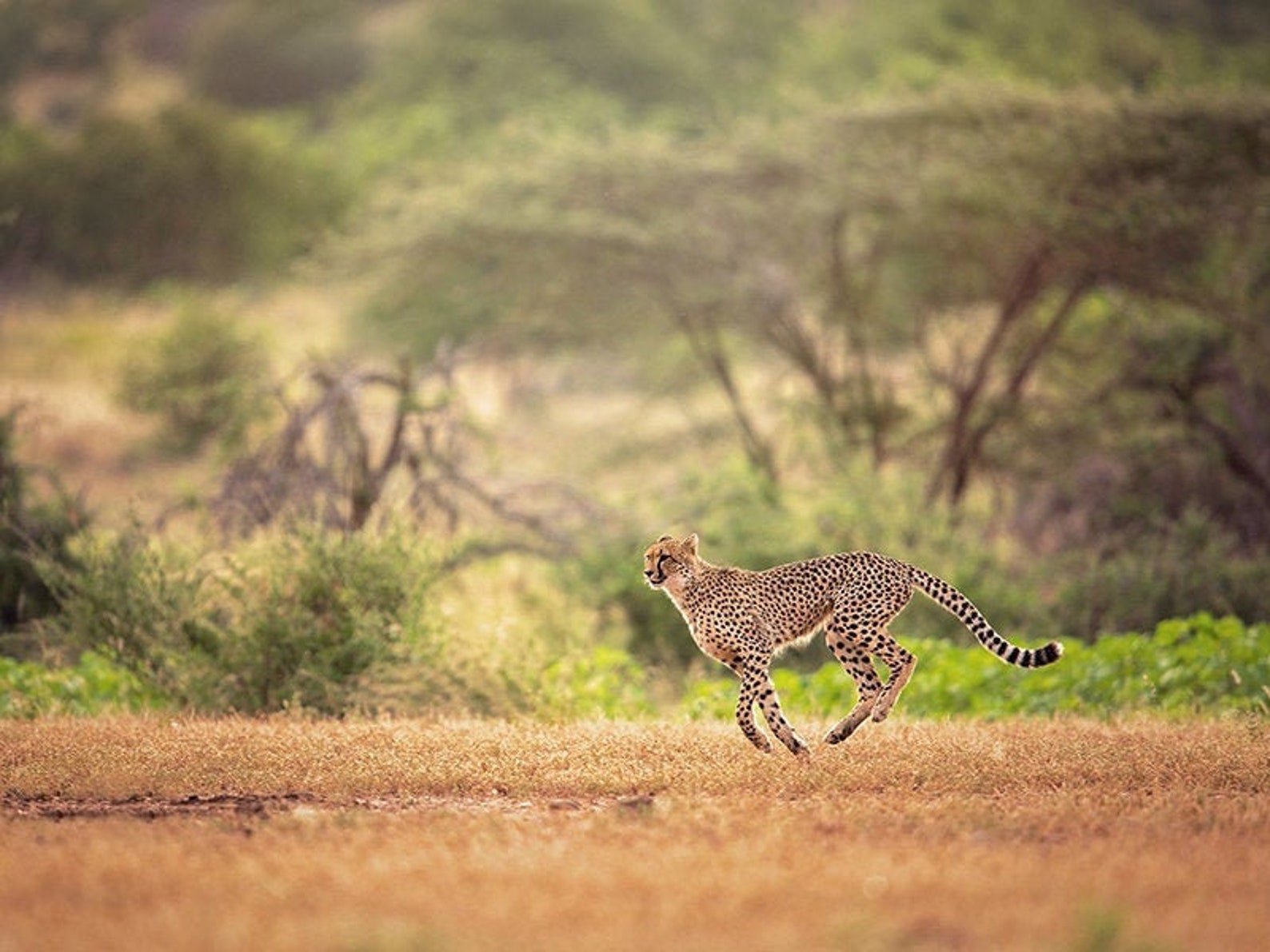 Running Cheetah Wildlife Photography Animal Photo Print | Etsy