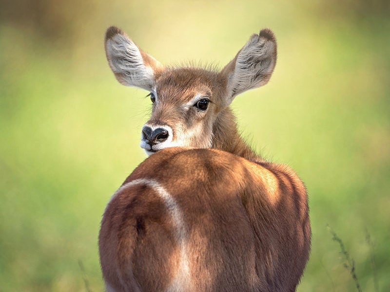 Peeking Waterbuck Baby, Wildlife Photography, Animal Photo Print ...
