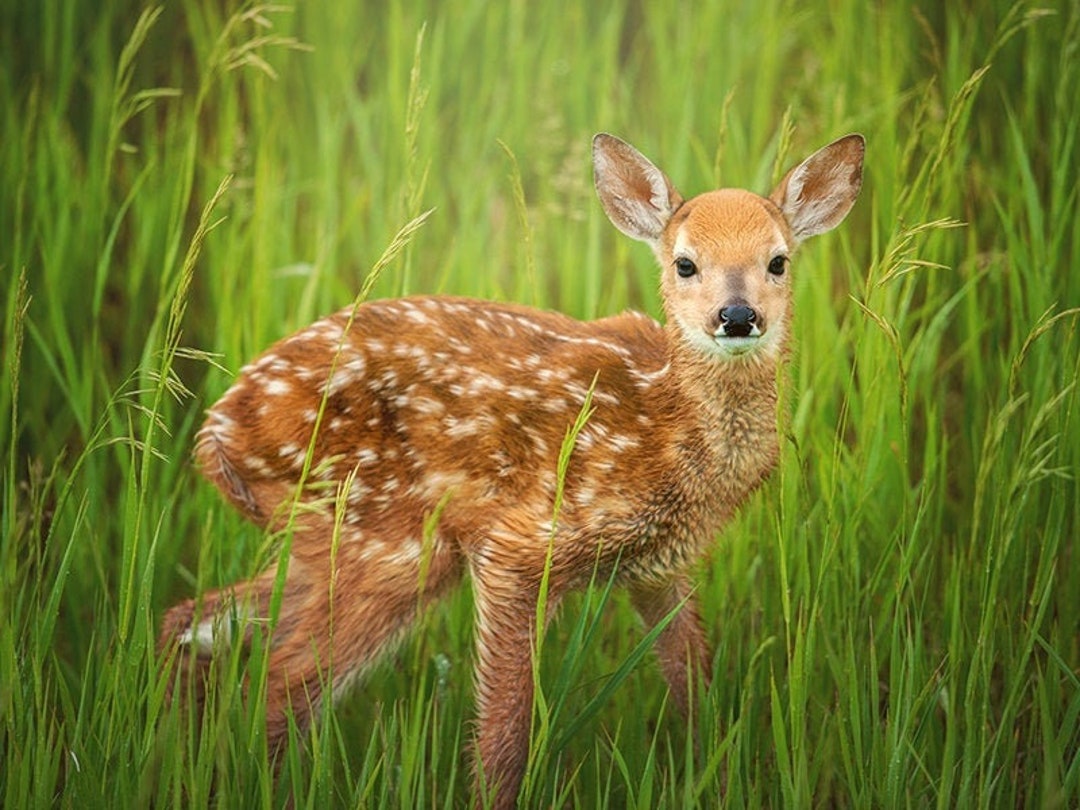 Young Fawn, Baby Deer Wildlife Photography, Animal Photo Print, Nature ...