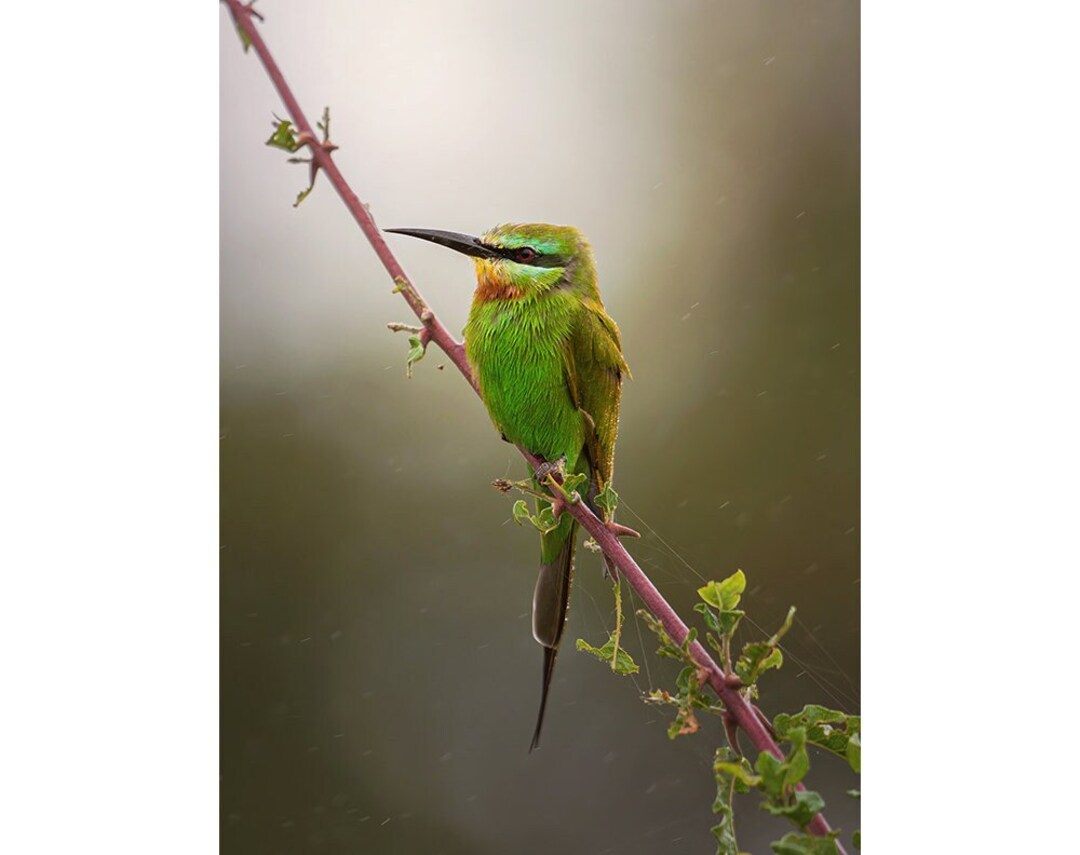 Bee Eater, Wildlife Photography, Safari Bird Animal Photo Print, Nature ...
