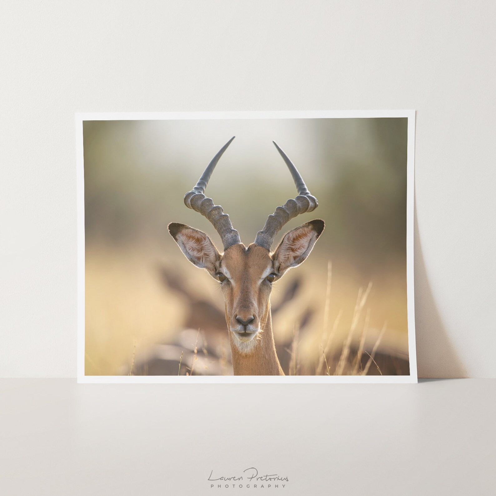 Impala Face Wildlife Photography Animal Photo Print Nature - Etsy
