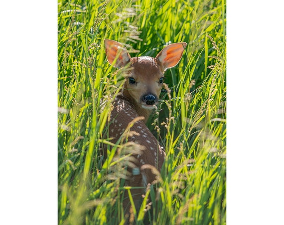 Young Fawn Baby Deer Wildlife Photography Animal Photo - Etsy