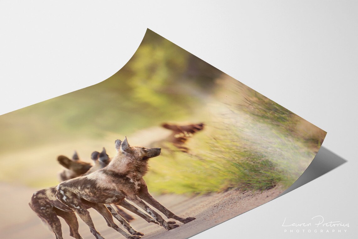 African Wild Dog Pack Wildlife Photography Animal Photo | Etsy