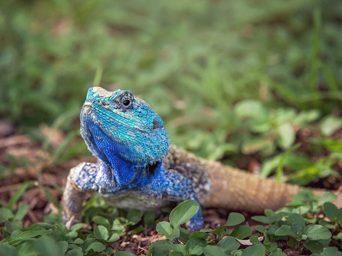 Blue Headed Lizard Wildlife Photography Animal Photo Print - Etsy