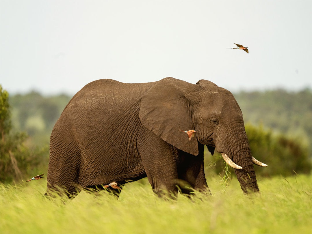 Elephant and Bee Eaters, Wildlife Photography, Bird Animal Photo Print ...