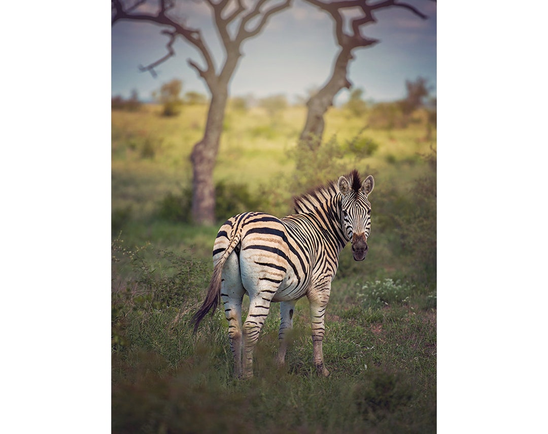 Zebra Profile, Wildlife Photography, Animal Photo Print, Nature Wall ...