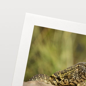 Monitor Lizard, Wildlife Photography, Animal Photo Print, Nature Wall ...