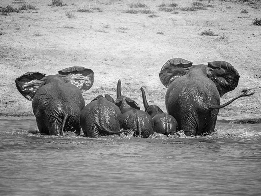 Elephant Bums, Wildlife Photography, Animal Photo Print, Nature Wall ...