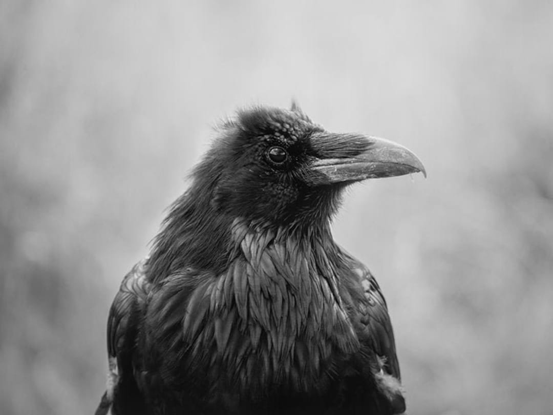 Raven, Wildlife Photography, Bird Animal Photo Print, Nature Wall Art ...