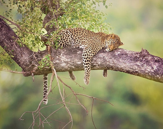 Leopard in a Tree, Wildlife Photography, Animal Photo Print, Nature ...