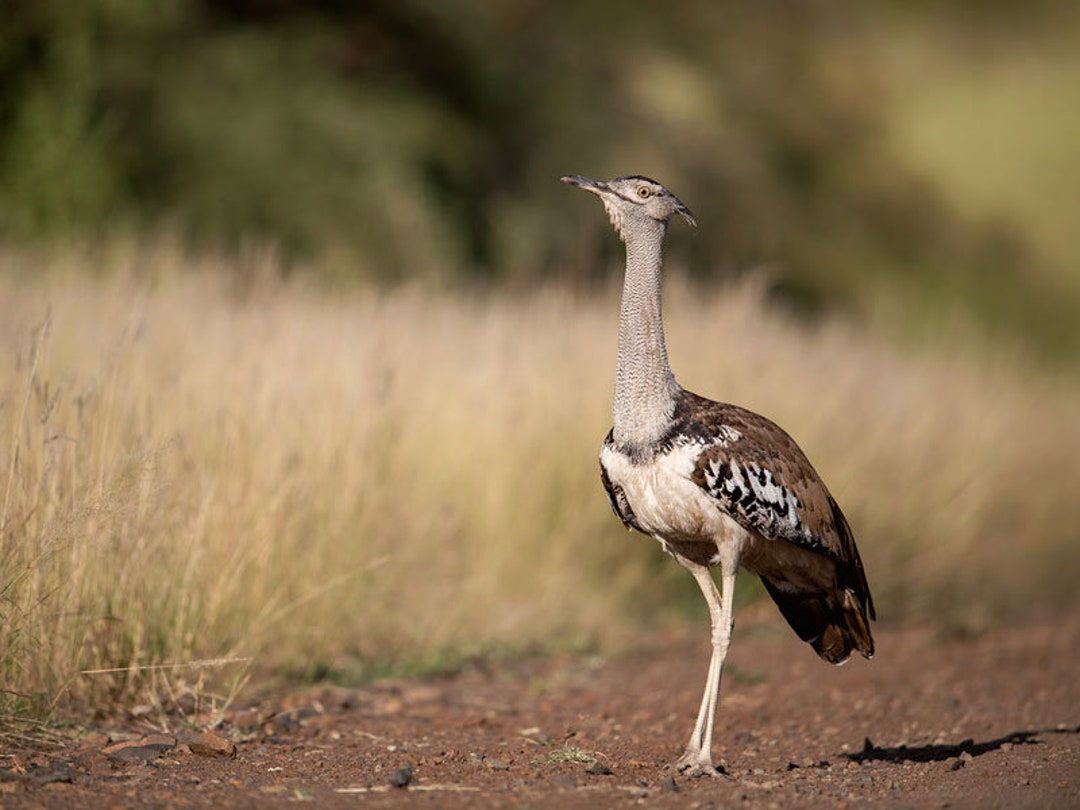 Kori Bustard, Wildlife Photography, Bird Animal Photo Print, Nature ...