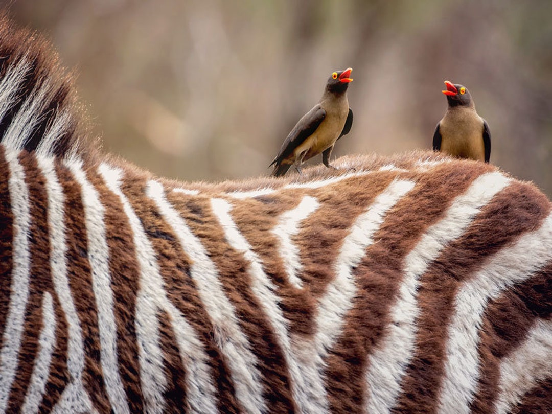 Zebra and Oxpeckers, Wildlife Photography, Animal Photo Print, Nature ...