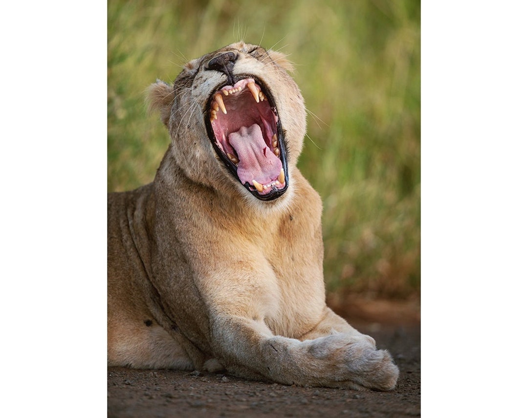 Lioness Teeth, Wildlife Photography, Animal Photo Print, Nature Wall ...