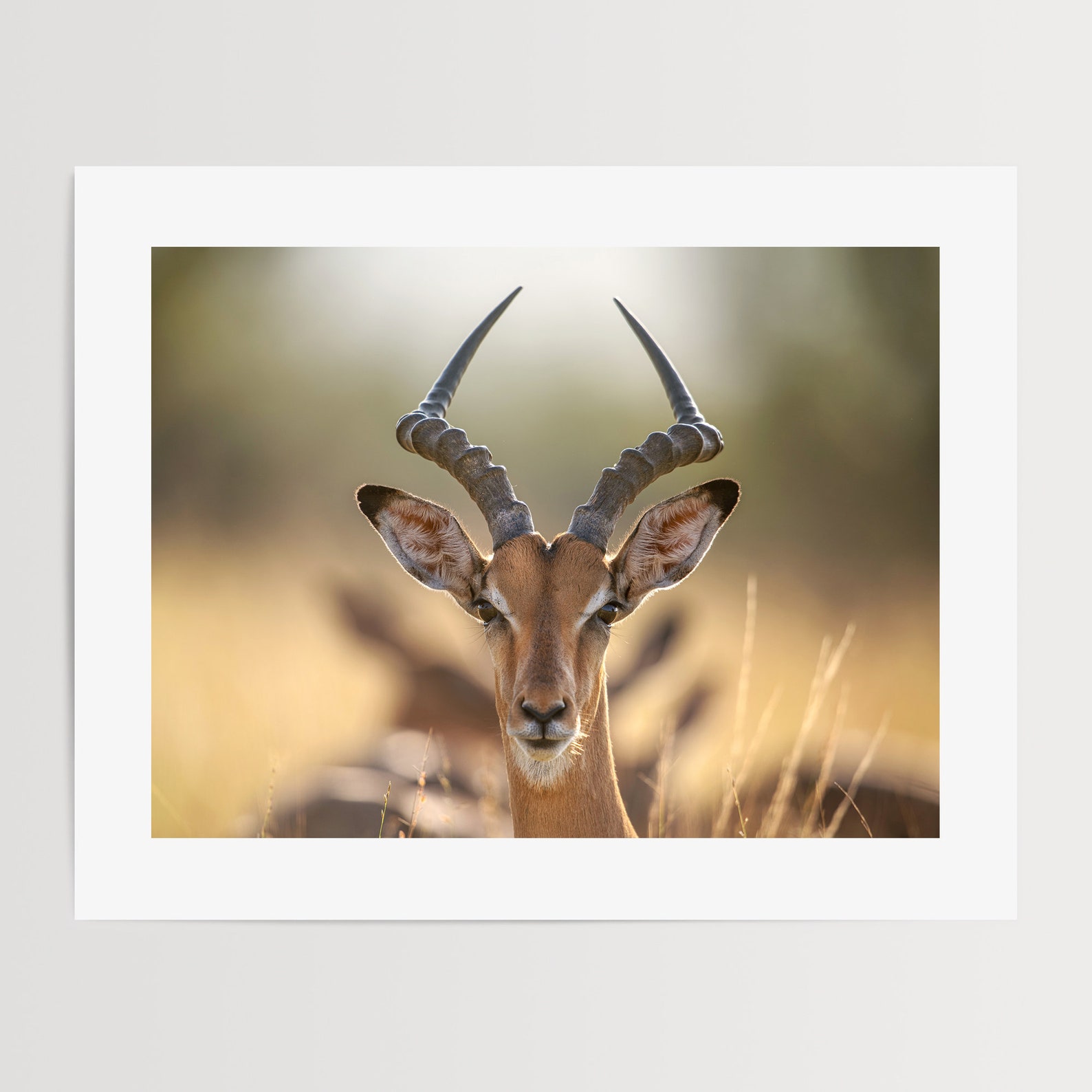 Impala Face, Wildlife Photography, Animal Photo Print, Nature Wall Art ...