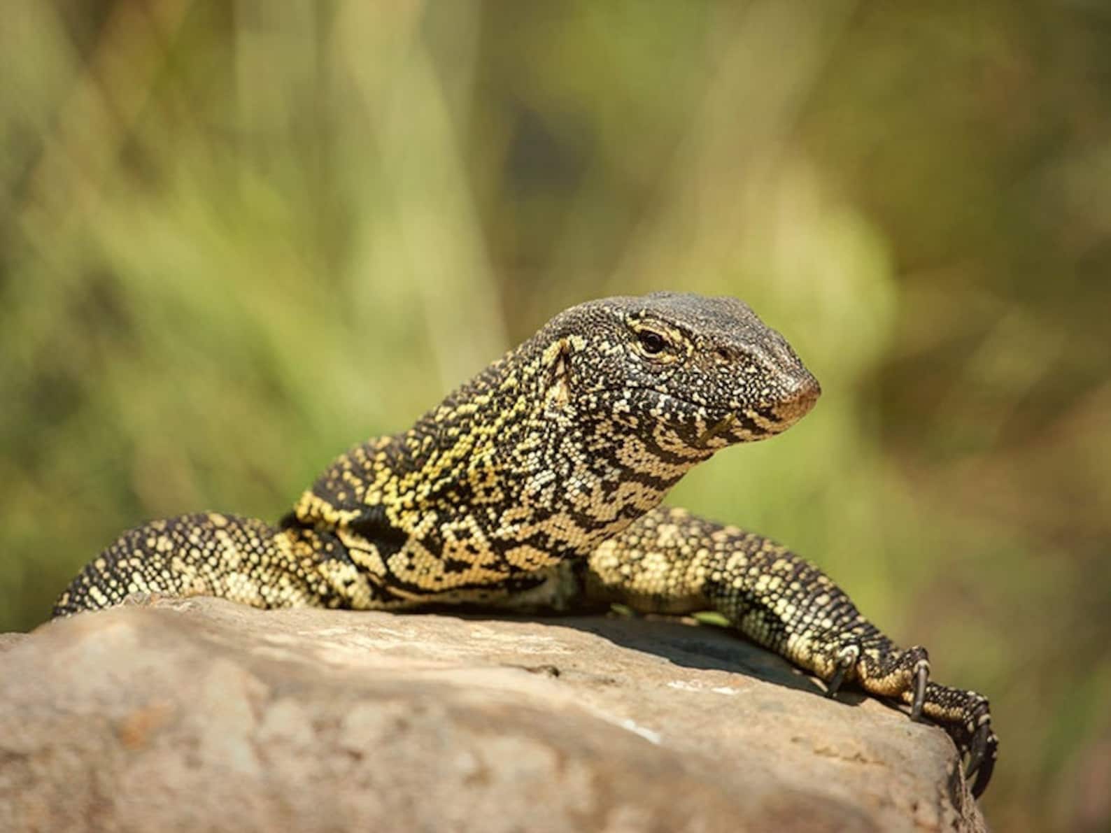 Monitor Lizard, Wildlife Photography, Animal Photo Print, Nature Wall ...