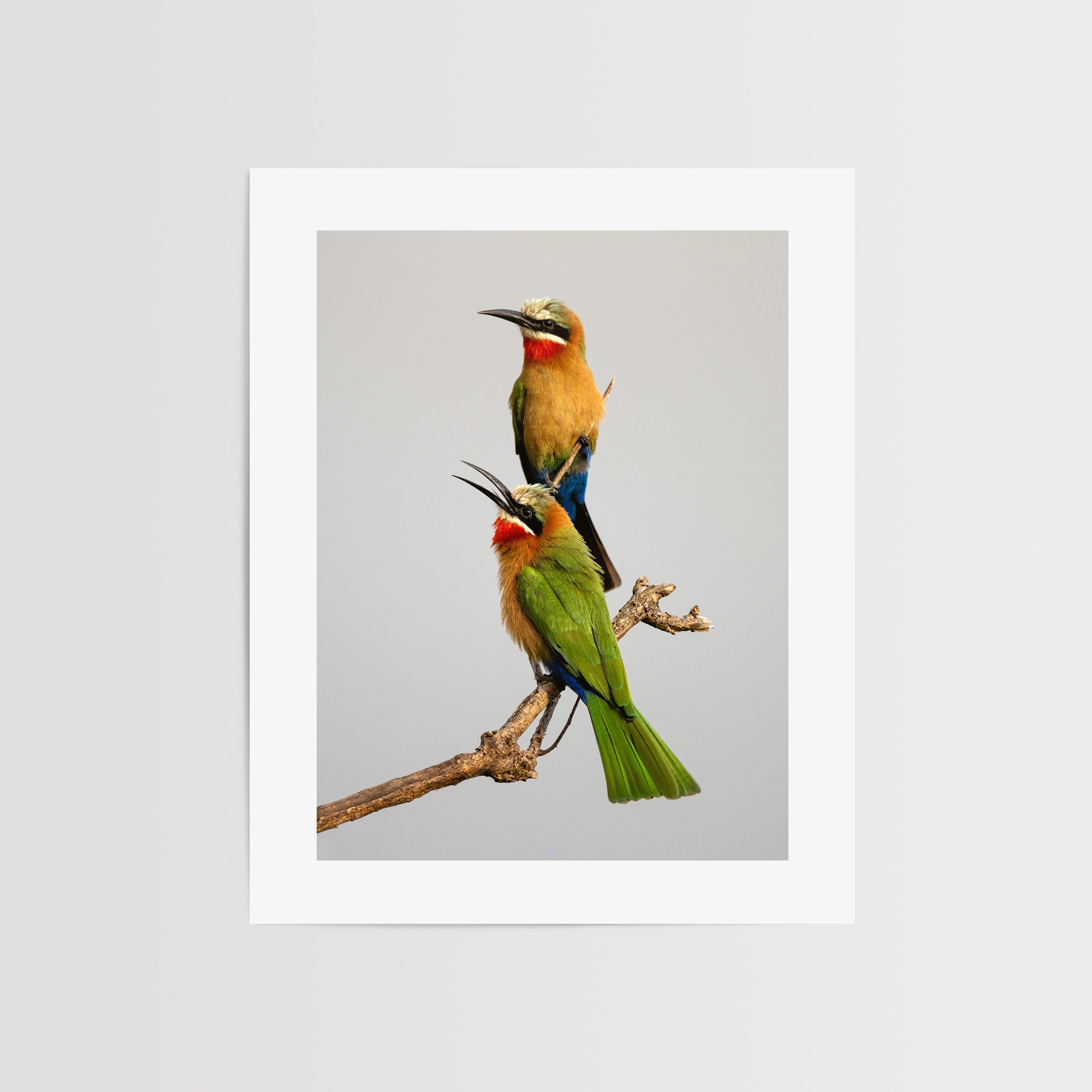 White Fronted Bee Eaters, Wildlife Photography, Bird Animal Photo Print ...