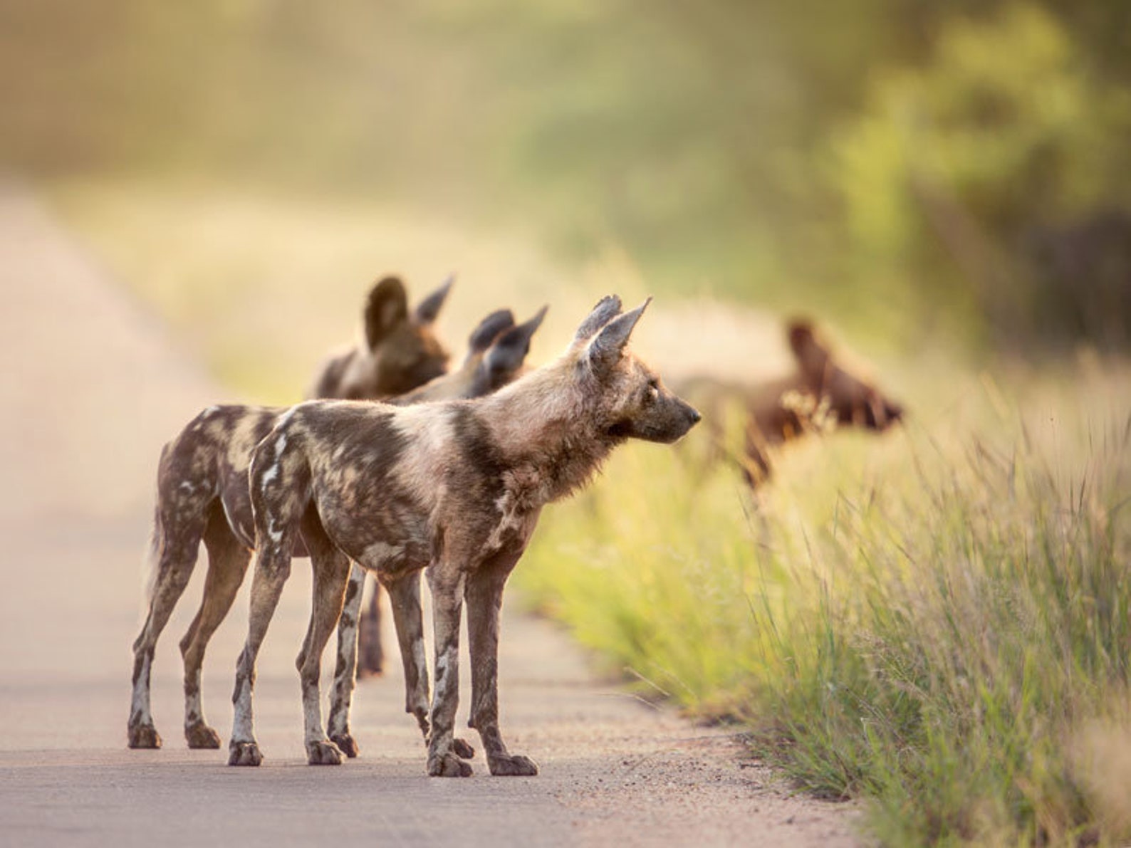 African Wild Dog Pack Wildlife Photography Animal Photo | Etsy