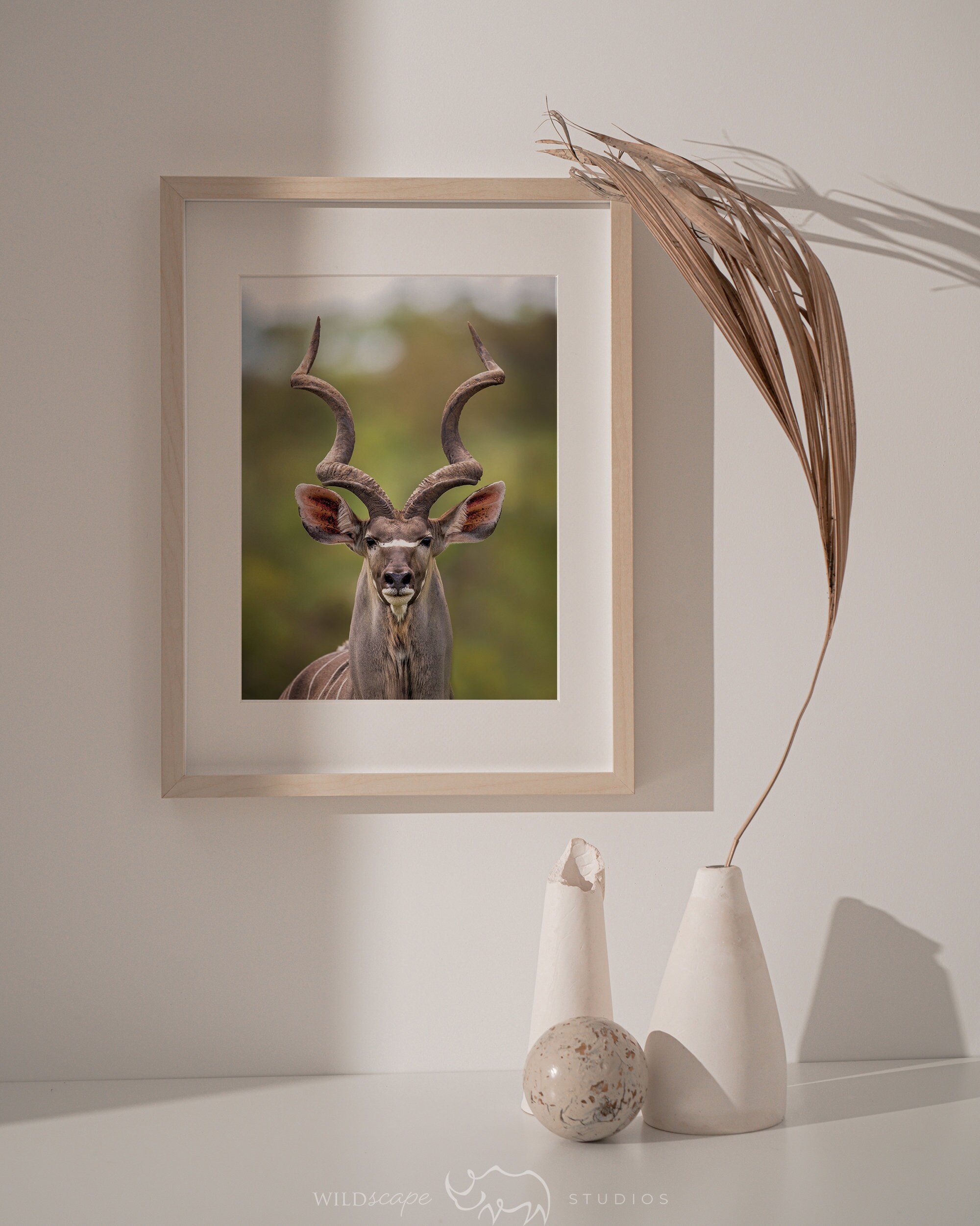 Kudu Antelope Wildlife Photography Animal Photo Print | Etsy