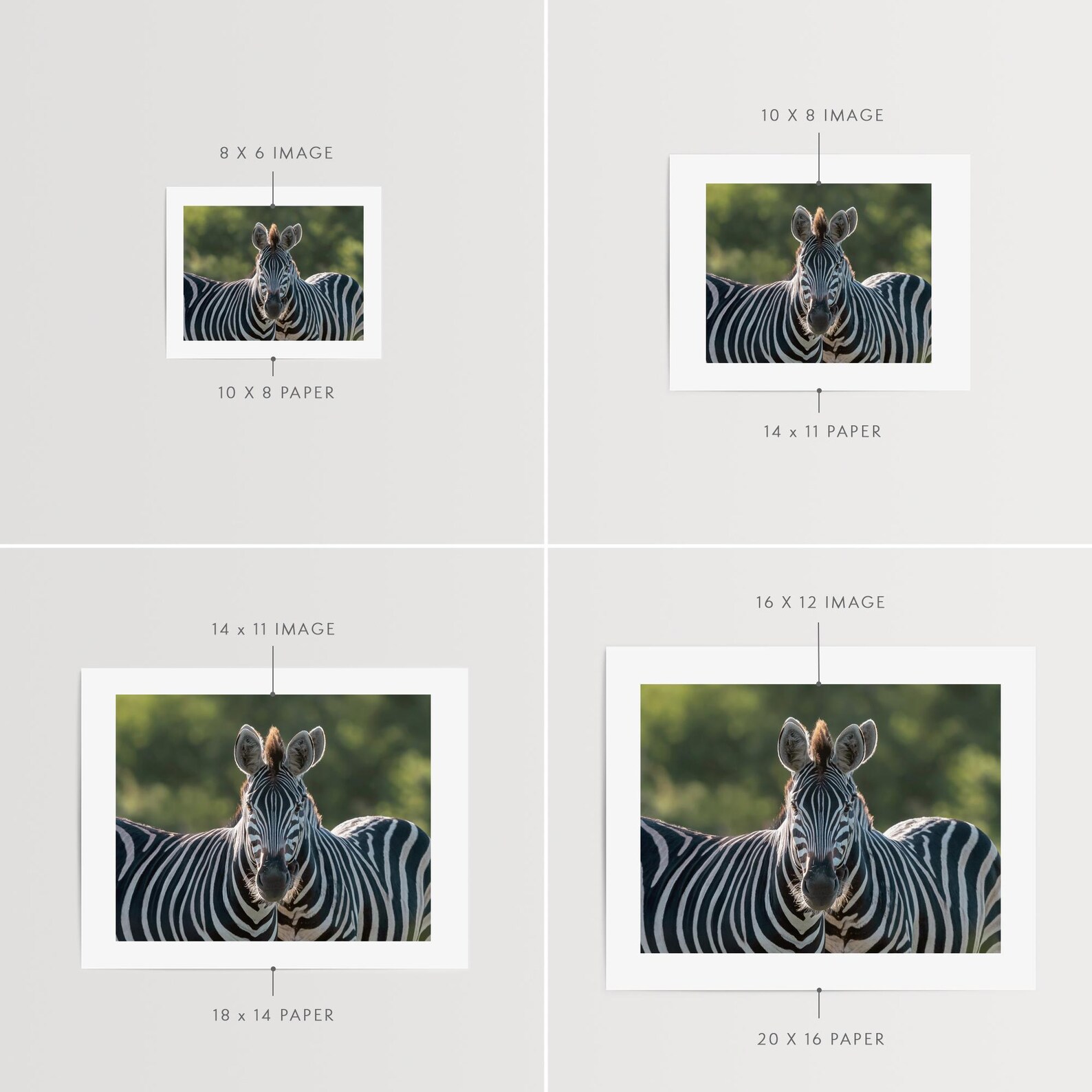 Zebra Optical Illusion, Wildlife Photography, Animal Photo Print ...