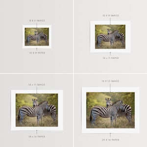 Zebra Hug, Wildlife Photography, Animal Photo Print, Nature Wall Art ...