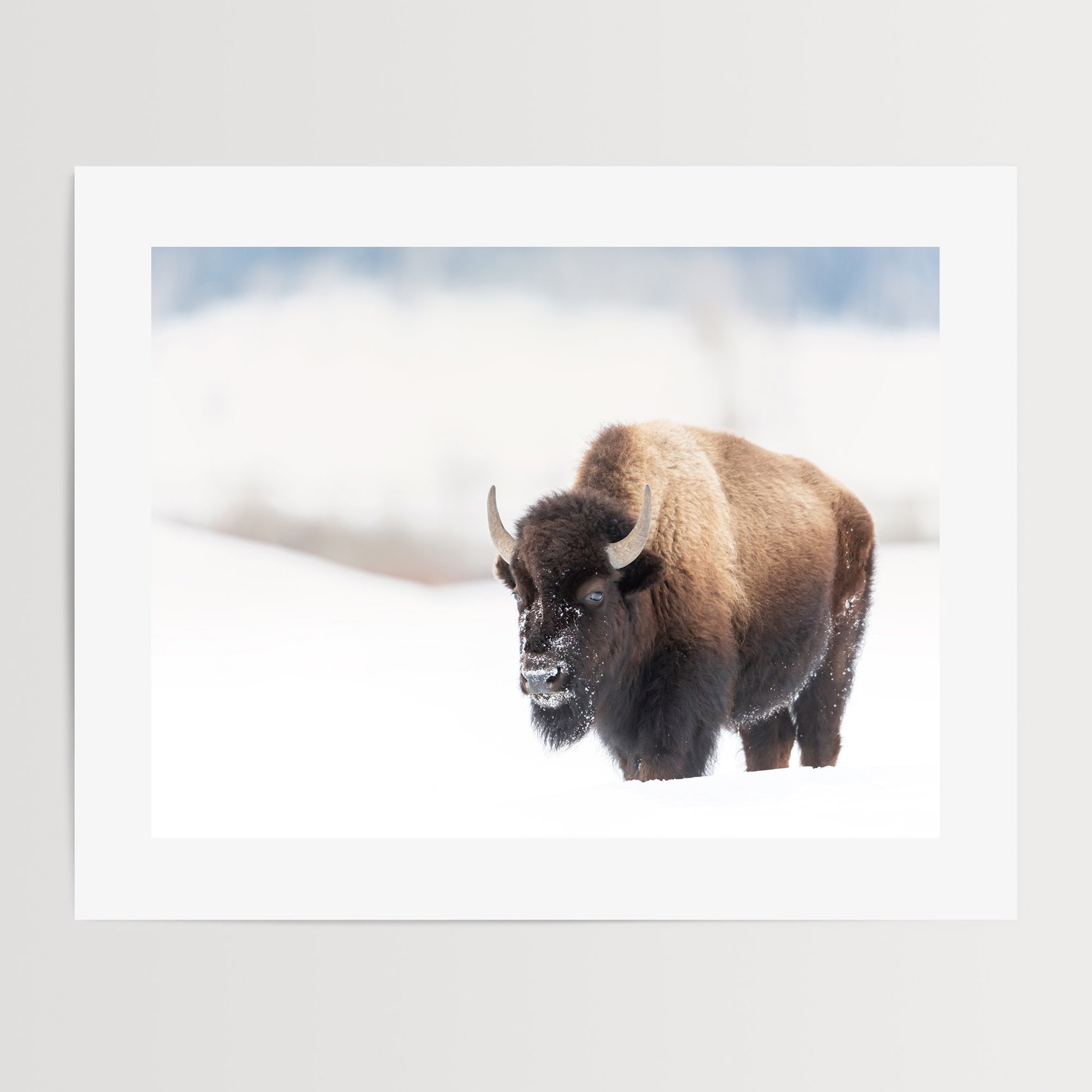 American Bison, Wildlife Photography, Buffalo Winter Animal Photo Print ...