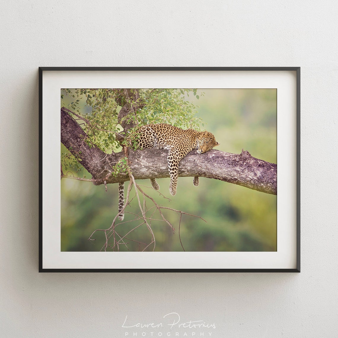 Leopard in a Tree Wildlife Photography Animal Photo Print | Etsy
