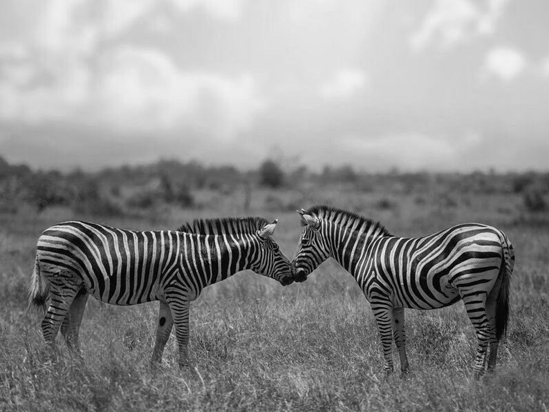 Zebra Kiss Wildlife Photography Animal Photo Print Nature - Etsy