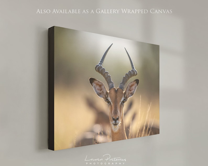 Impala Face Wildlife Photography Animal Photo Print Nature - Etsy