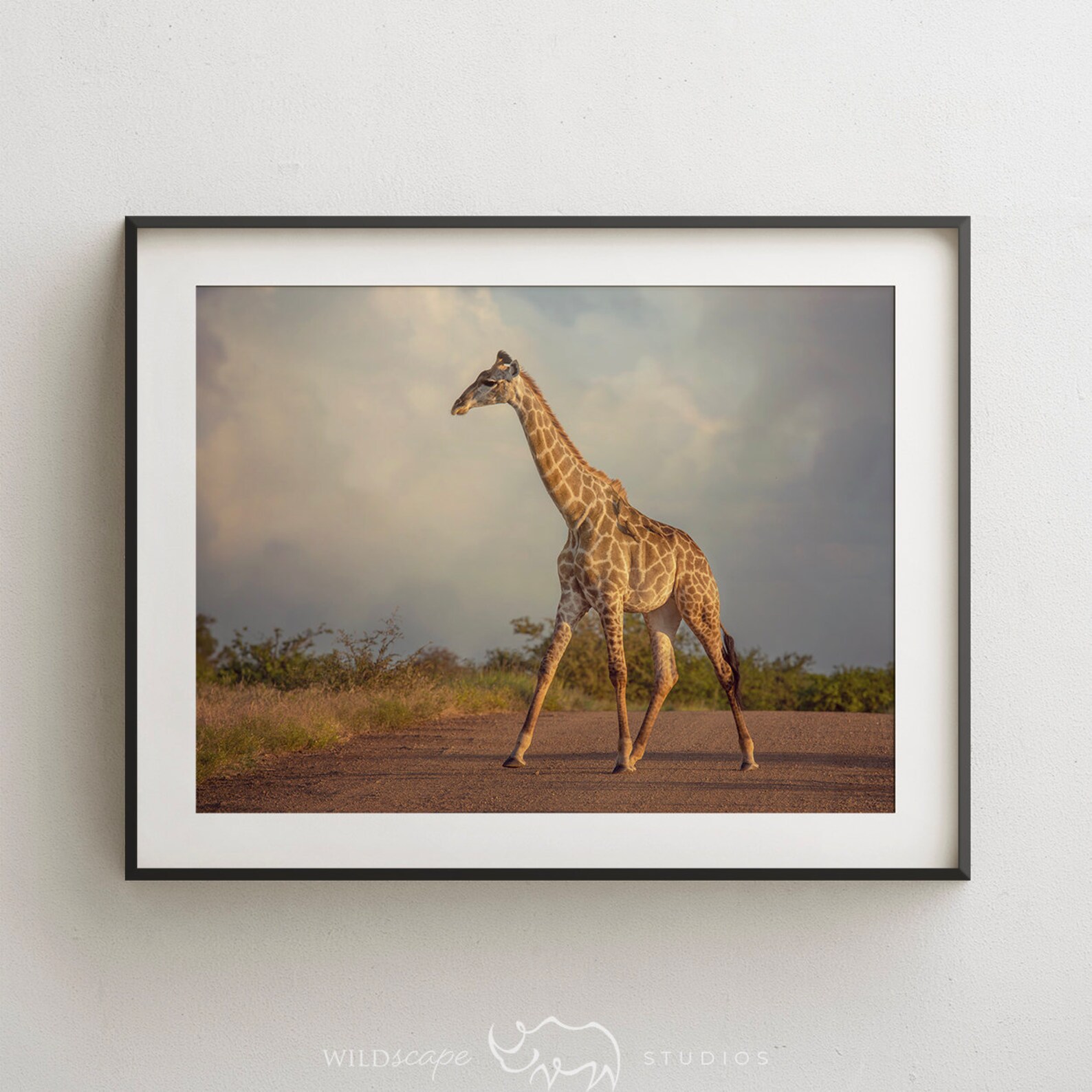 Strolling Giraffe Wildlife Photography Animal Photo Print | Etsy