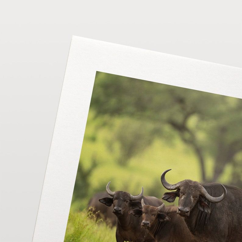 African Cape Buffalo Trio, Wildlife Photography, Animal Photo Print ...