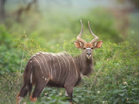 Nyala Bull