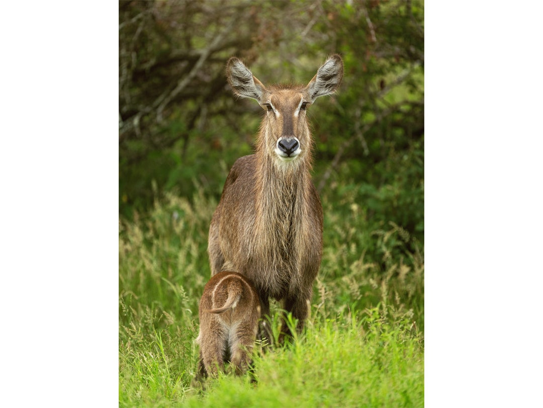 Waterbuck Baby Bum, Wildlife Photography, Animal Photo Print, Nature ...