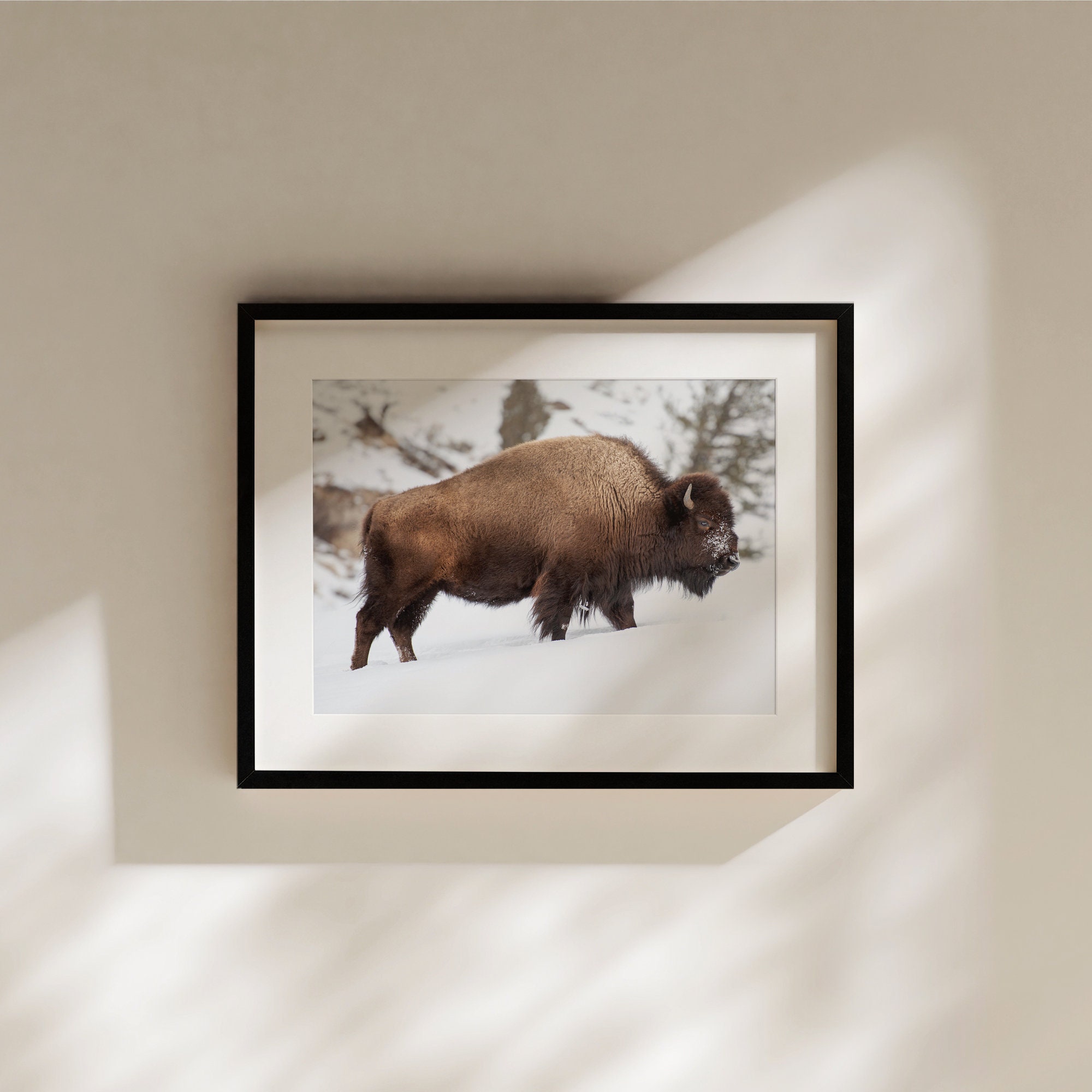 American Bison, Wildlife Photography, Buffalo Winter Animal Photo Print ...