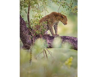 Leopard in a Tree Wildlife Photography Animal Photo Print | Etsy