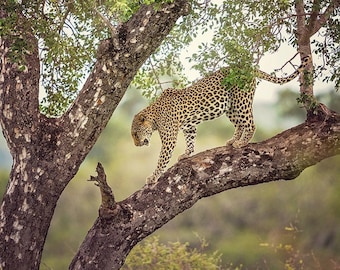 Leopard in a Tree Wildlife Photography Animal Photo Print | Etsy