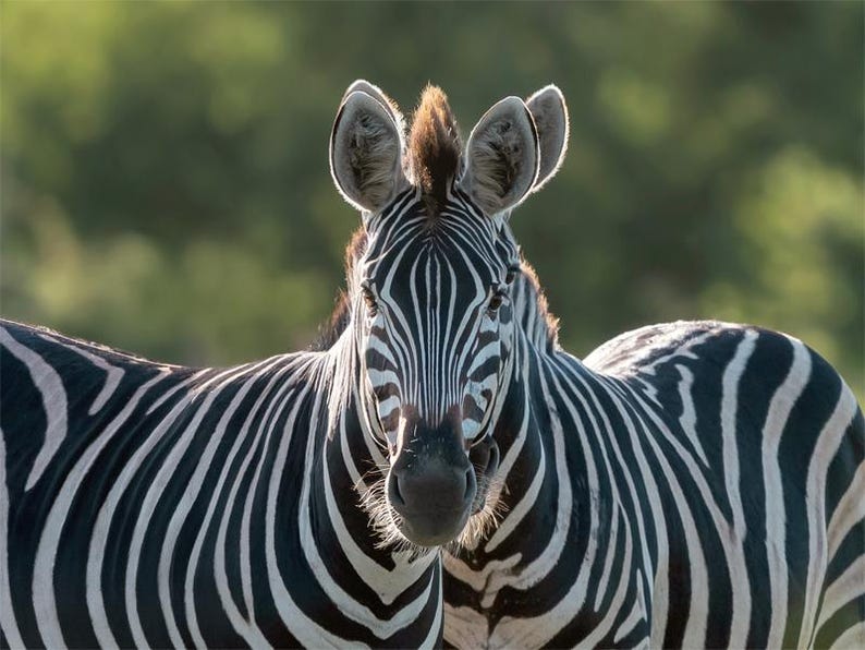 Zebra Optical Illusion, Wildlife Photography, Animal Photo Print ...