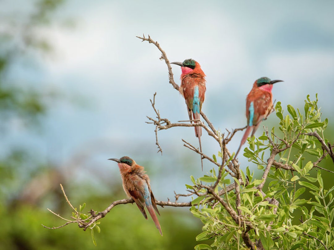 Bee Eaters, Wildlife Photography, Safari Bird Animal Photo Print ...