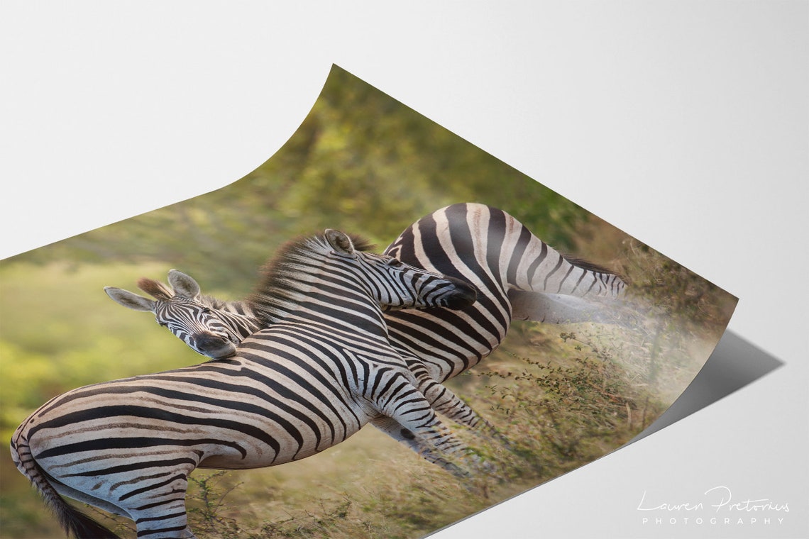 Zebra Hug Wildlife Photography Animal Photo Print Nature | Etsy