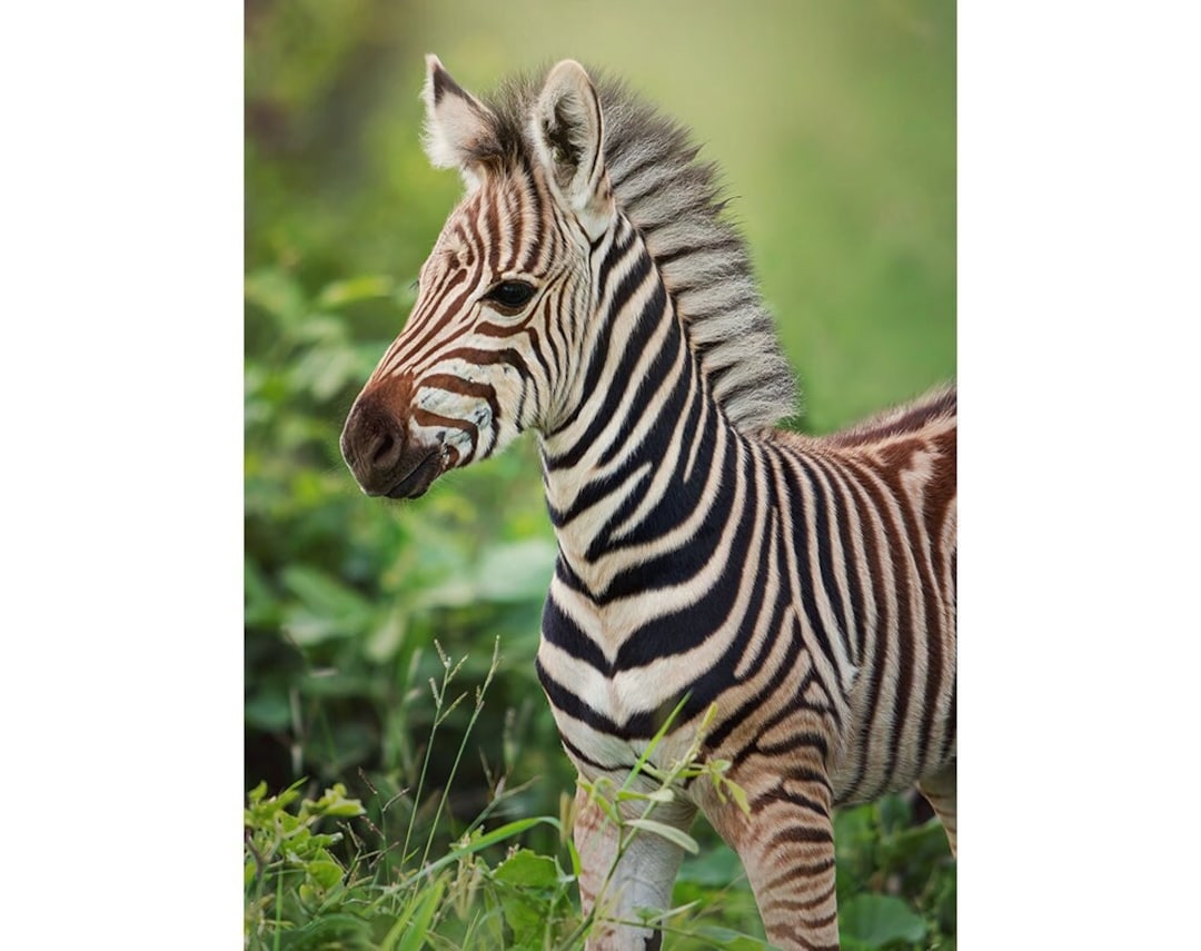 Young Zebra, Wildlife Photography, Animal Photo Print, Nature Wall Art ...