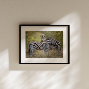 Zebra Hug, Wildlife Photography, Animal Photo Print, Nature Wall Art ...