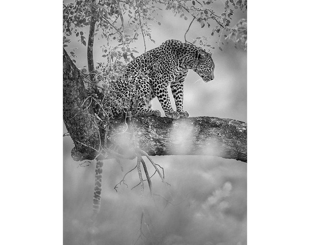 Black Leopard In A Tree