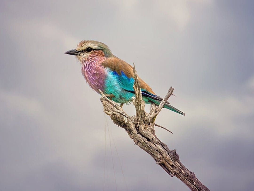 Lilac Breasted Roller, Bird Wildlife Photography, Animal Photo Print ...