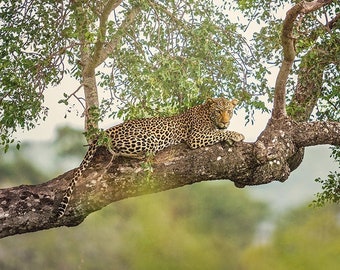 Leopard in a Tree Wildlife Photography Animal Photo Print | Etsy
