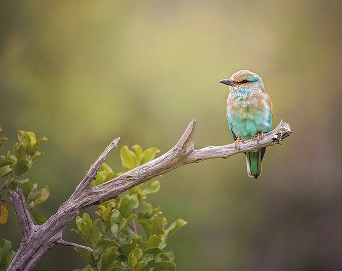 European Roller, Bird Wildlife Photography, Animal Photo Print, Nature ...
